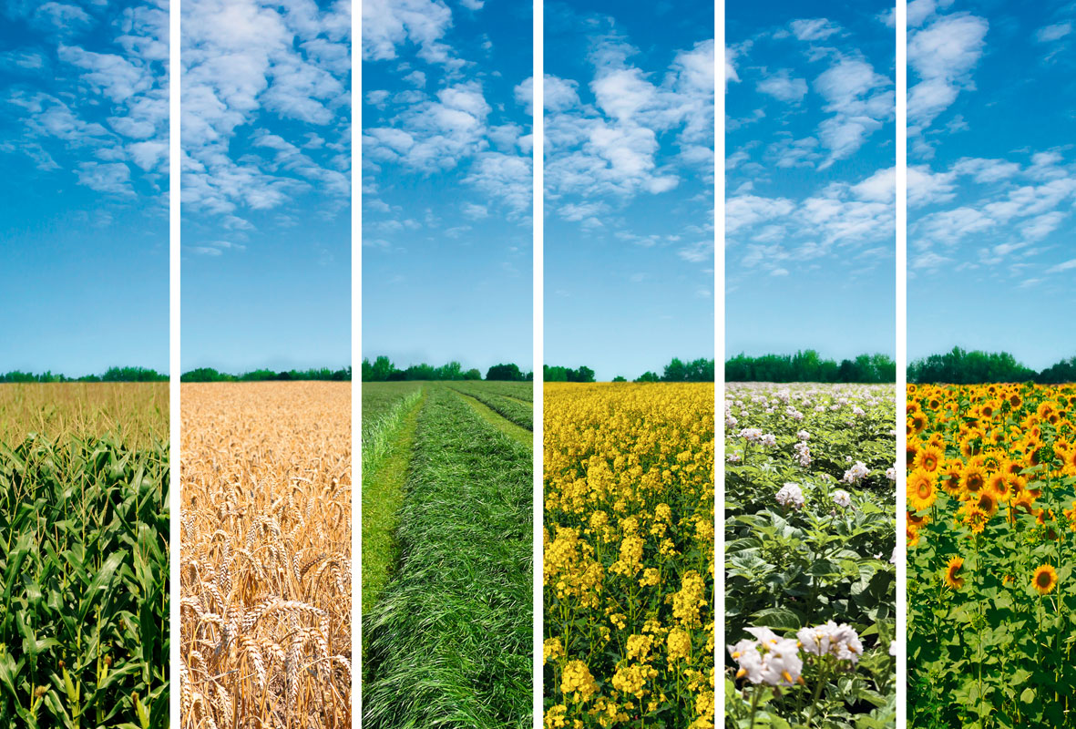 German Seed Alliance | Company